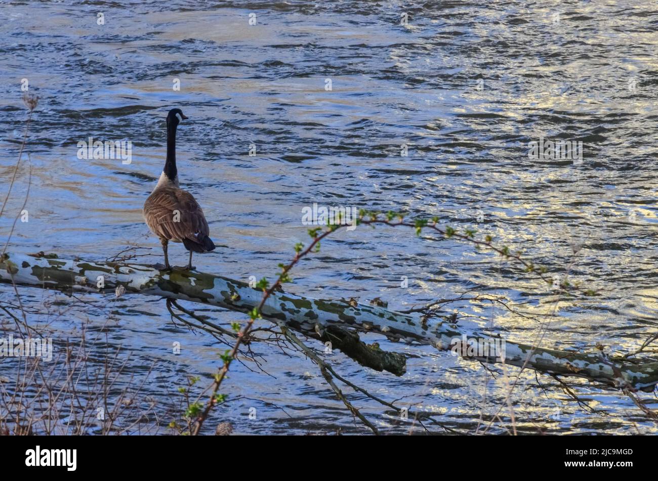 Canada goose (Branta canadensis). A male goose sits on a fallen tree ...