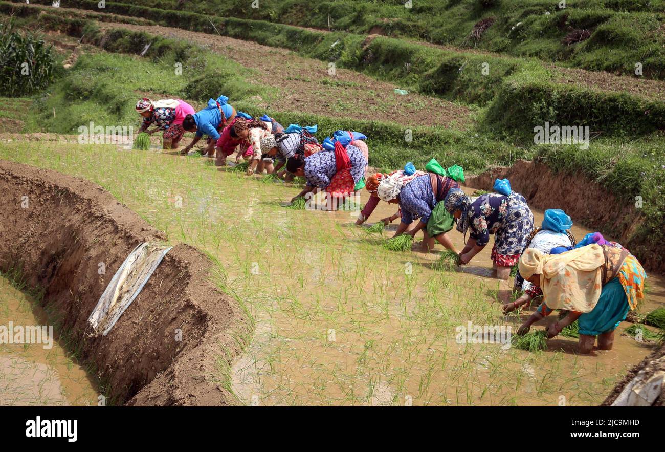 Kathmandu, Bagmati, Nepal. 11th June, 2022. Women plant rice seedlings ...