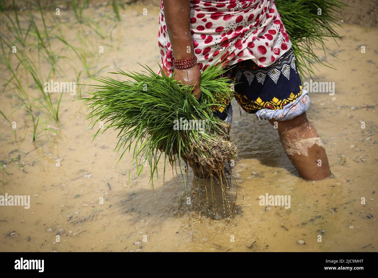 Kathmandu, Bagmati, Nepal. 11th June, 2022. A woman carries rice ...