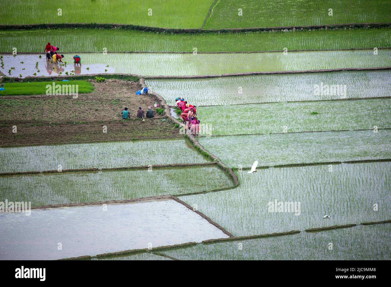 Kathmandu, Bagmati, Nepal. 11th June, 2022. People plant rice seedlings ...