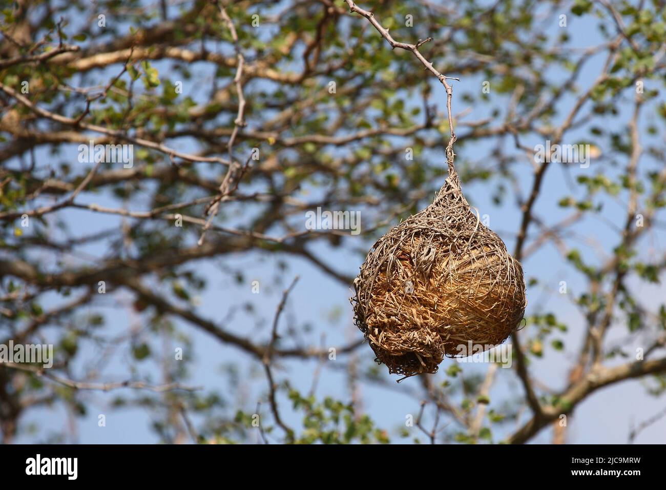Webervogelnest / Weaver' nest Stock Photo - Alamy