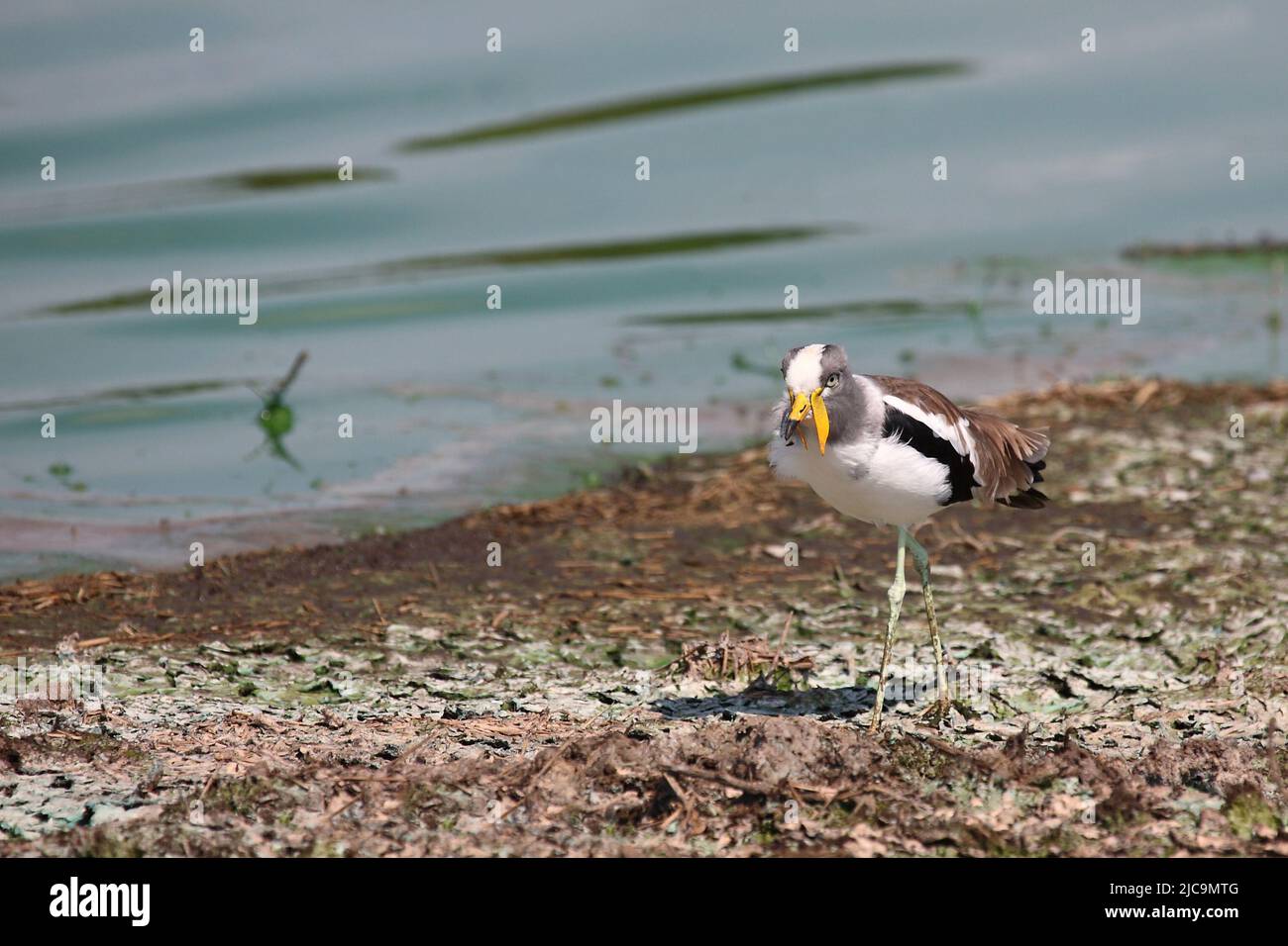 Weißscheitelkiebitz / White-crowned lapwing or White-headed Lapwing ...