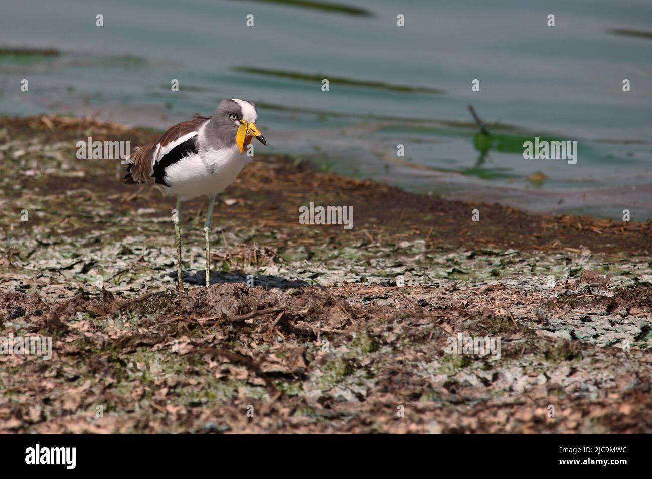 Weißscheitelkiebitz / White-crowned lapwing or White-headed Lapwing ...