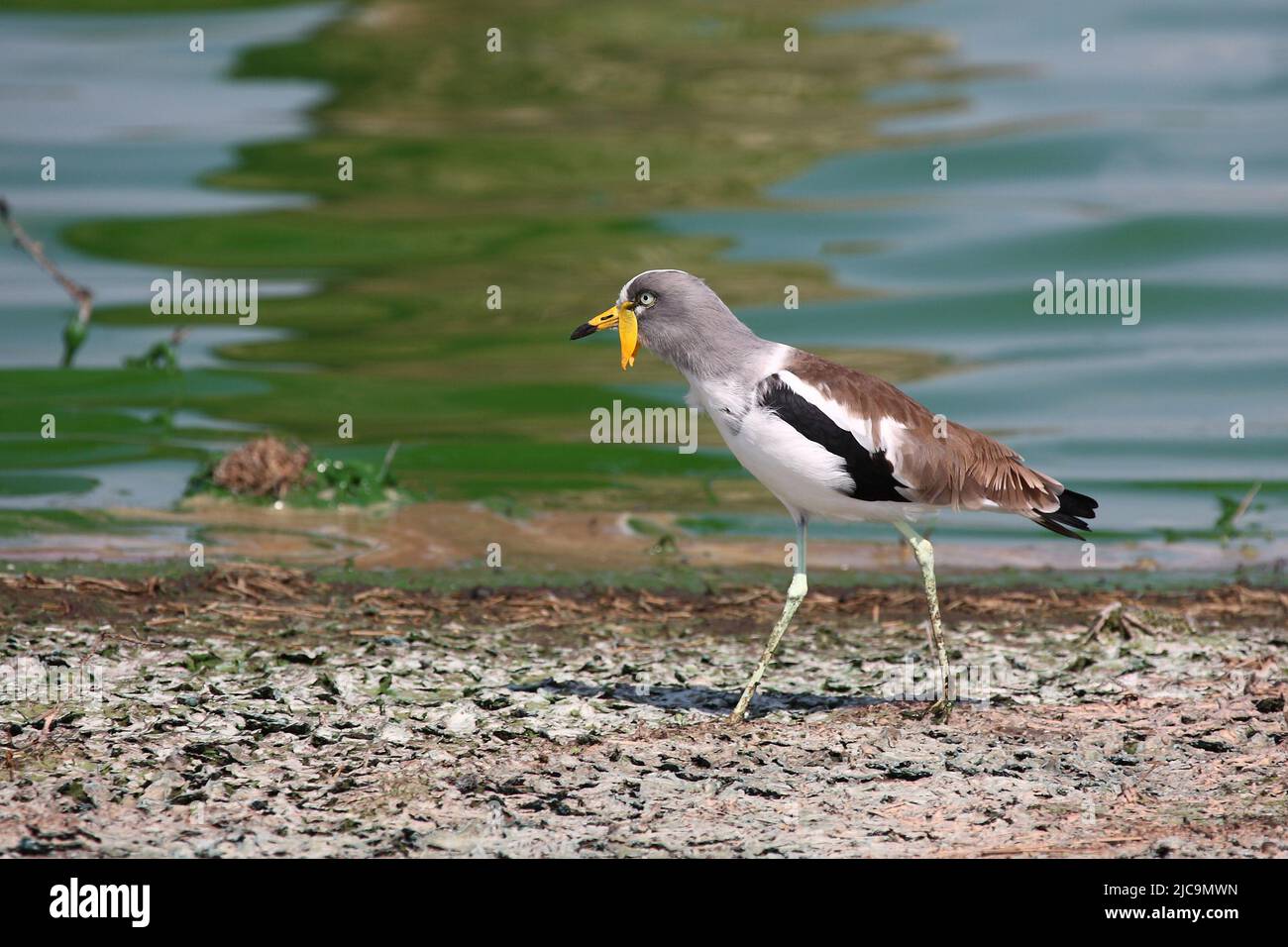 Weißscheitelkiebitz / White-crowned lapwing or White-headed Lapwing ...
