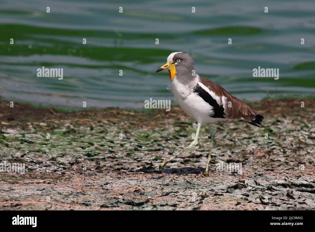 Weißscheitelkiebitz / White-crowned lapwing or White-headed Lapwing ...