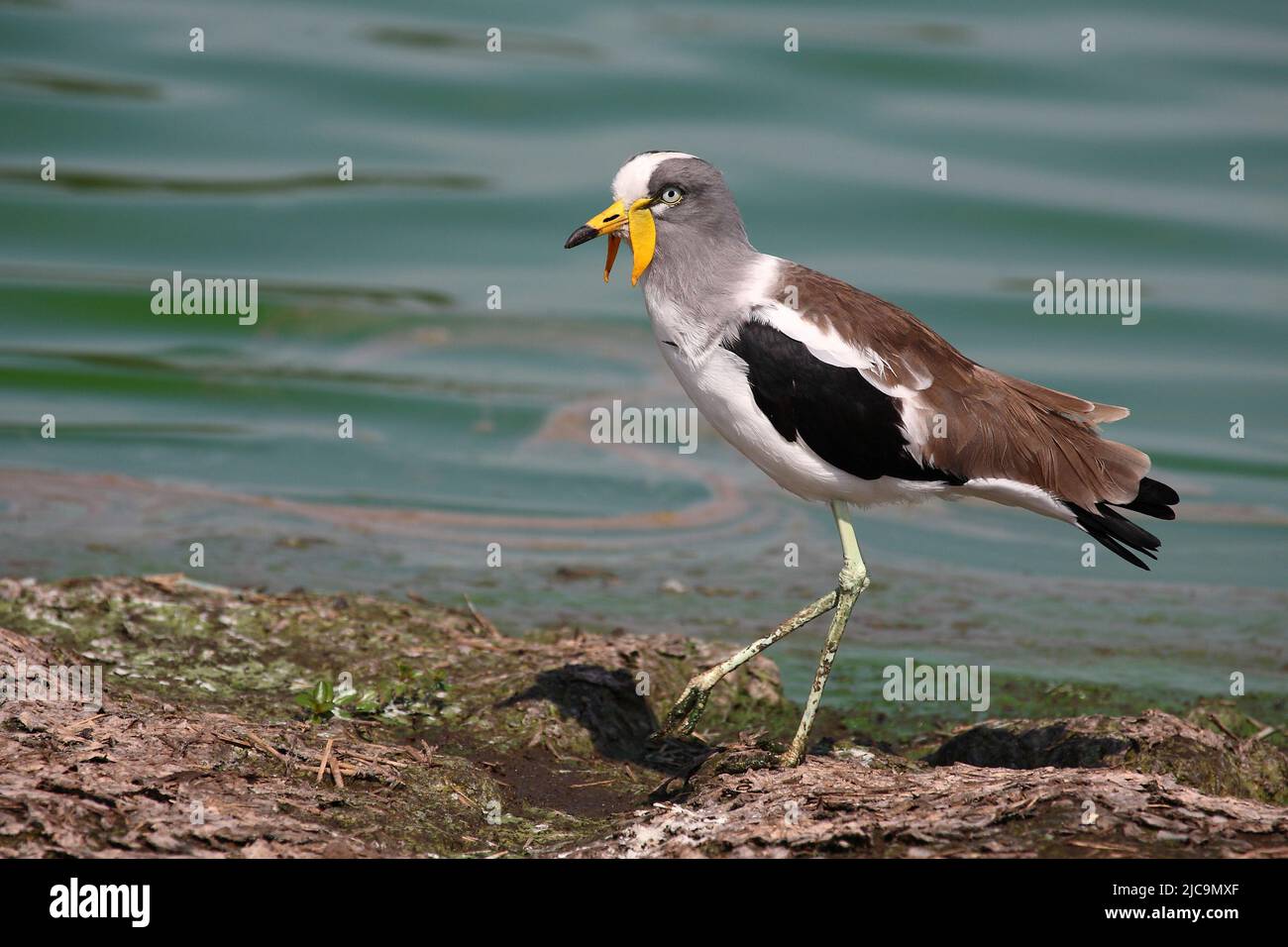 Weißscheitelkiebitz / White-crowned lapwing or White-headed Lapwing ...
