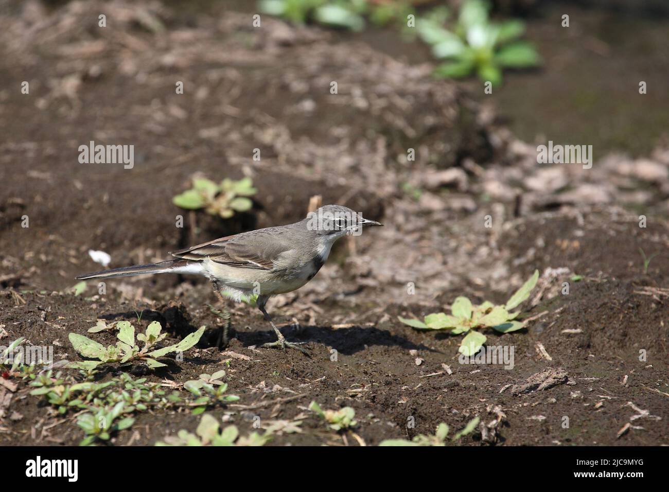 Kapstelze / Cape wagtail or Wells's wagtail / Motacilla capensis Stock ...