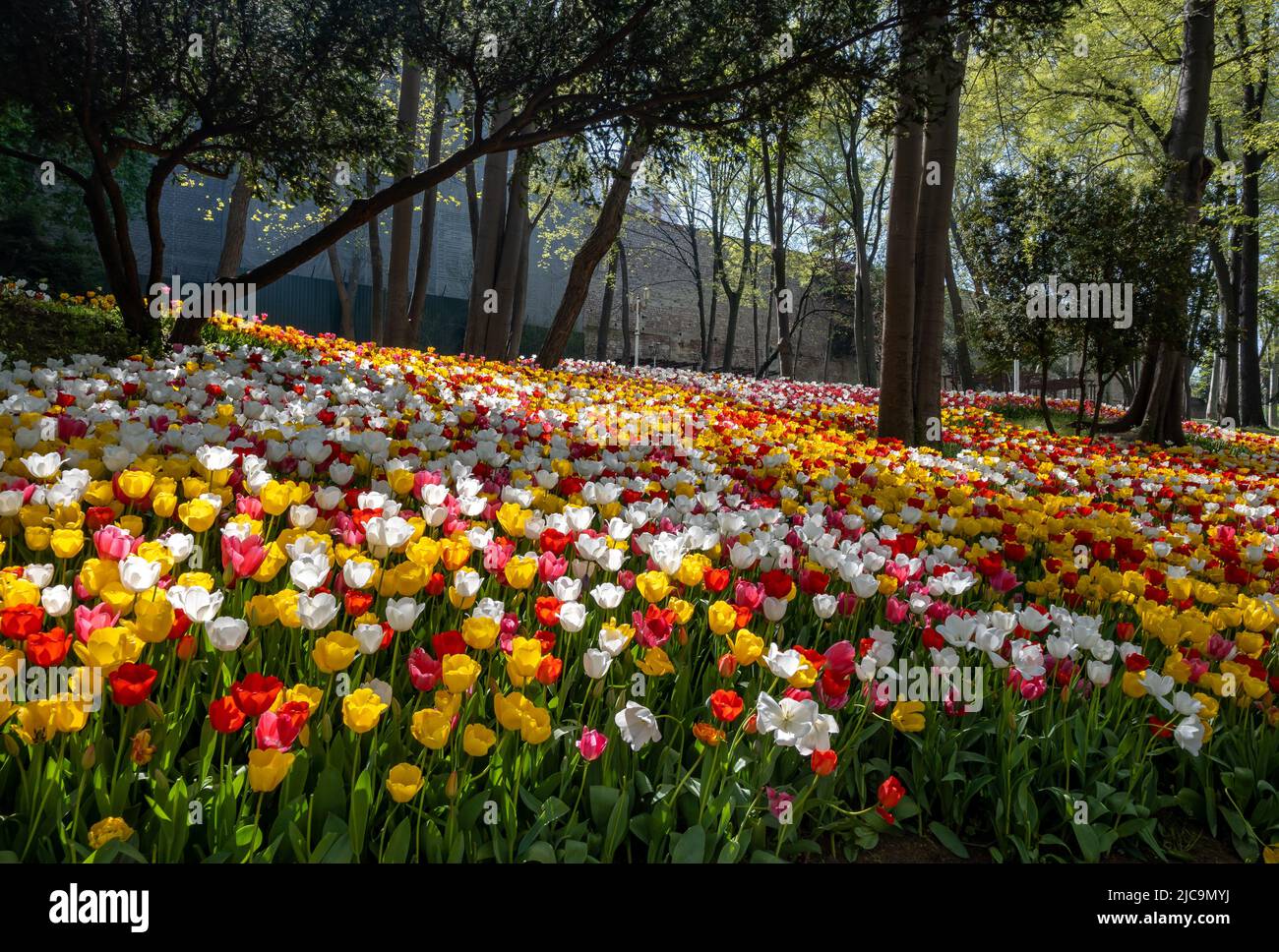 Istanbul tulips hi-res stock photography and images - Alamy