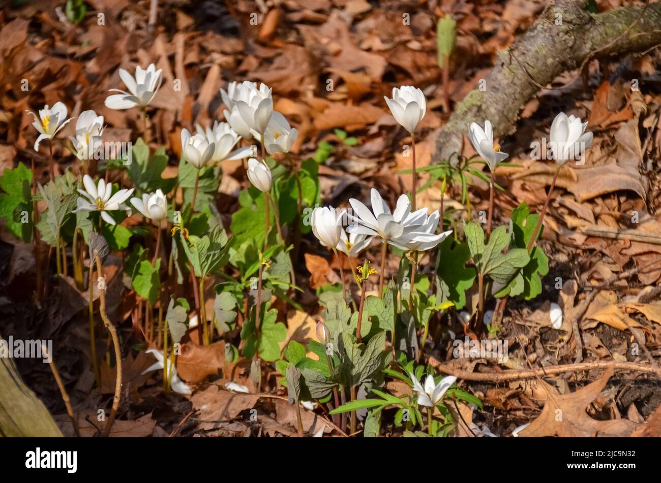 Indiana wild flowers hi-res stock photography and images - Alamy