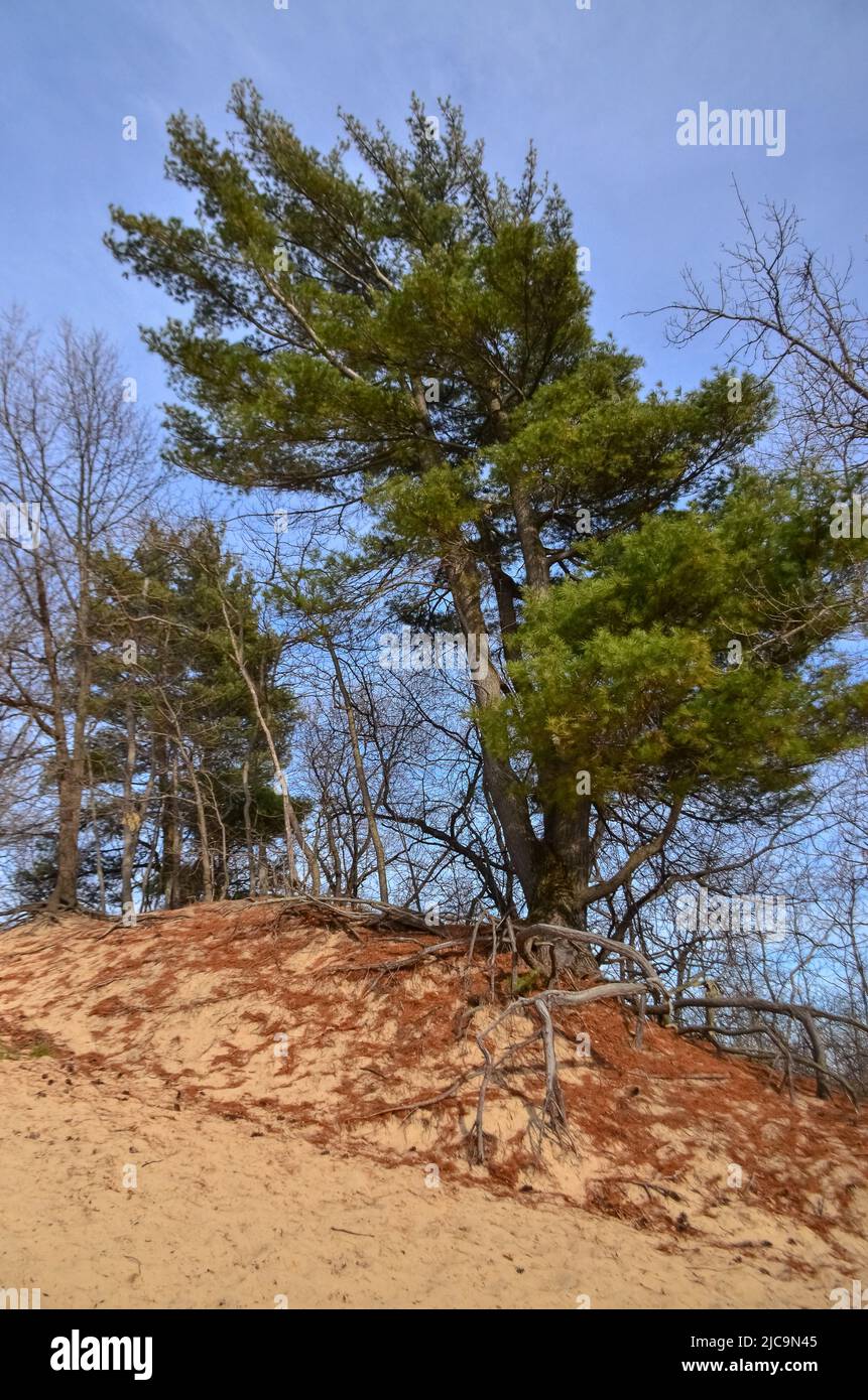 Coniferous plants, trees grow in the sand on top of a sand dune ...