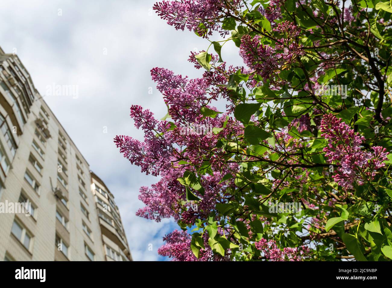 Young branches bush against background hi-res stock photography and ...