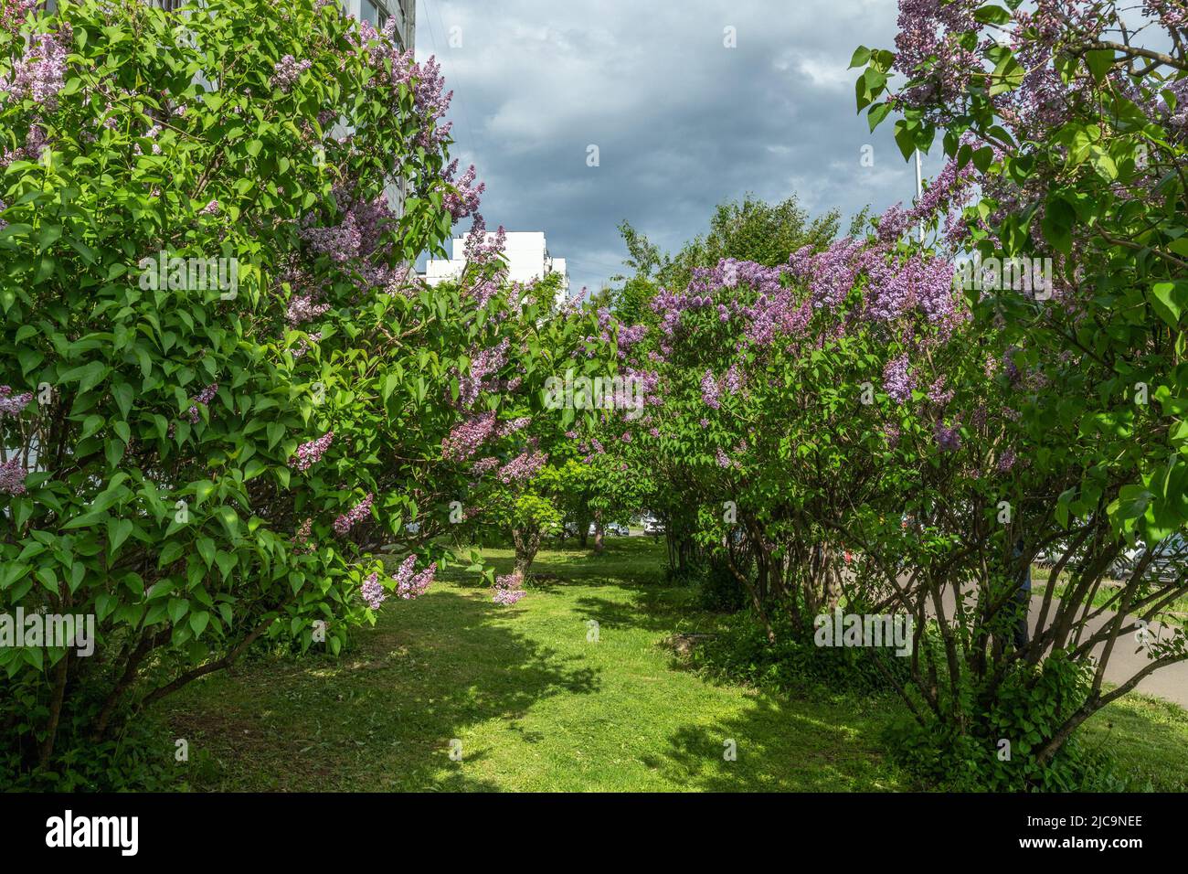 Blooming buds on branches cloudy hi-res stock photography and images ...