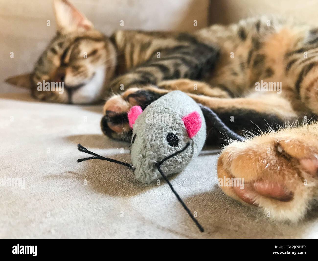 Sleep mouse hi-res stock photography and images - Alamy