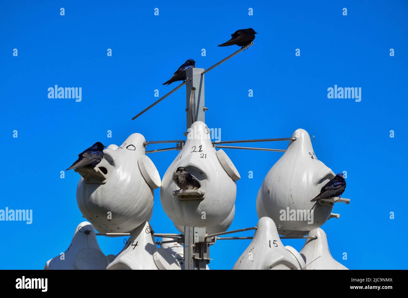 Nests of birds hi-res stock photography and images - Alamy