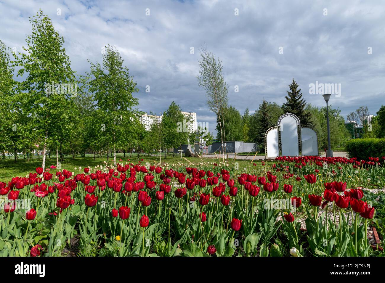 Scarlet tulips on a city flowerbed in Moscow, Russia Stock Photo - Alamy