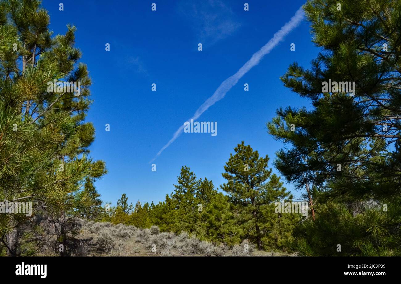Green pine trees on the hills in a valley among the mountains in ...