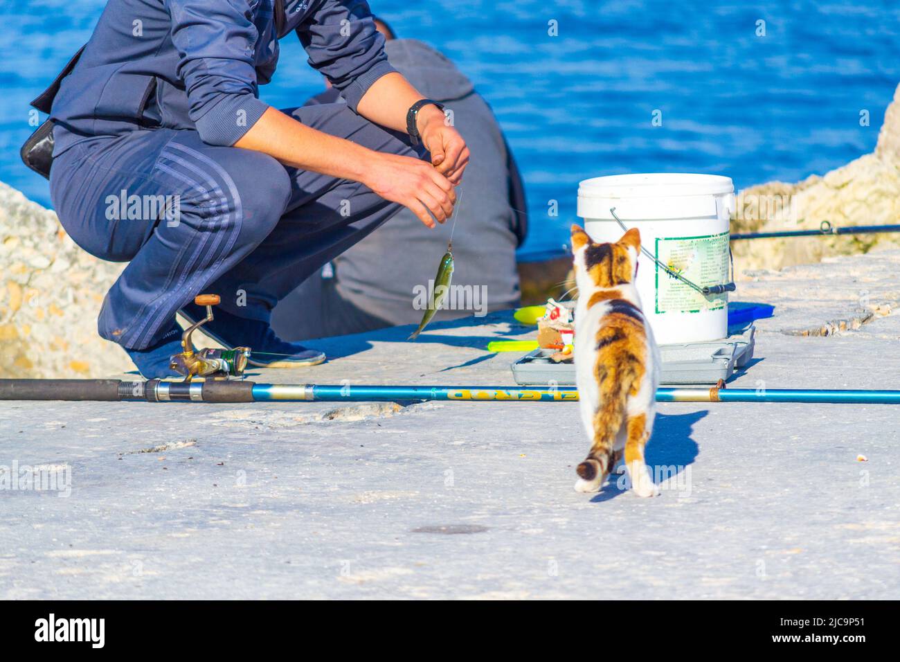 a fisherman on the quay caught a fish with a fishing rod and a kitten ...
