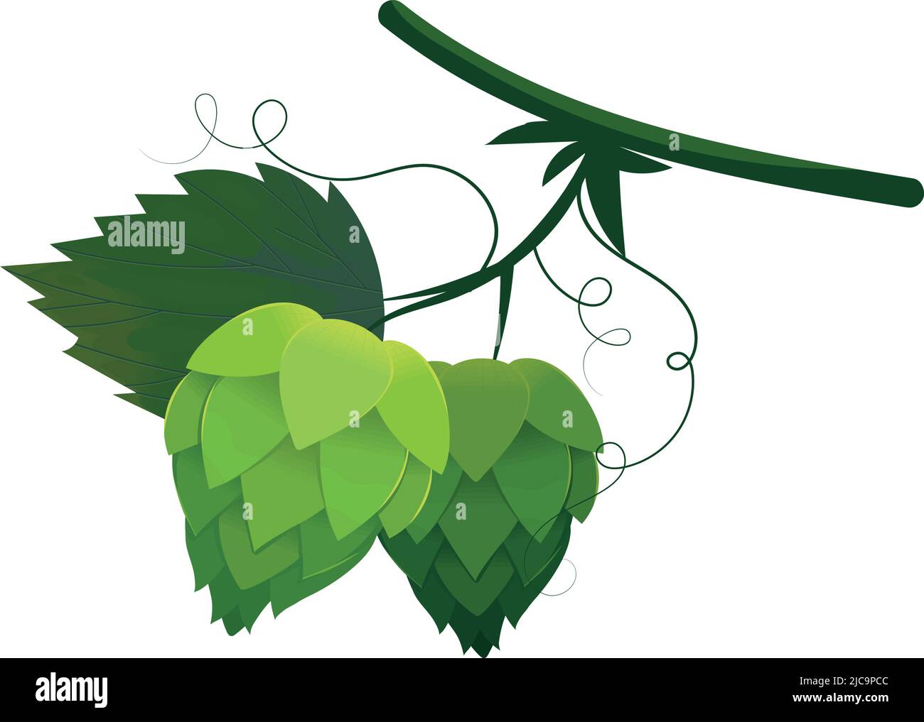 fresh green hop plant Stock Vector Image & Art - Alamy