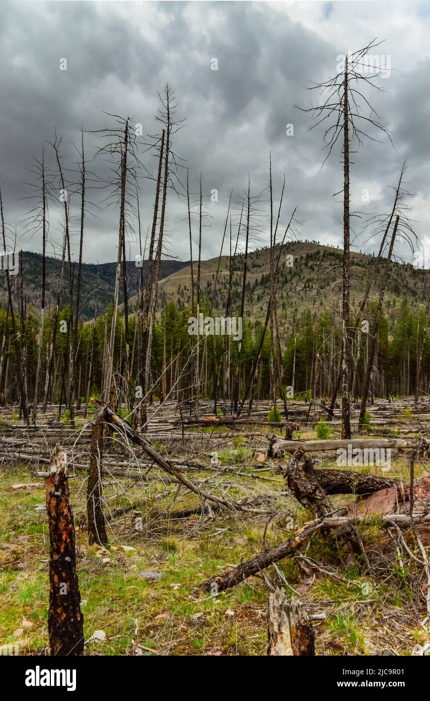 Life returns after fire hi-res stock photography and images - Alamy