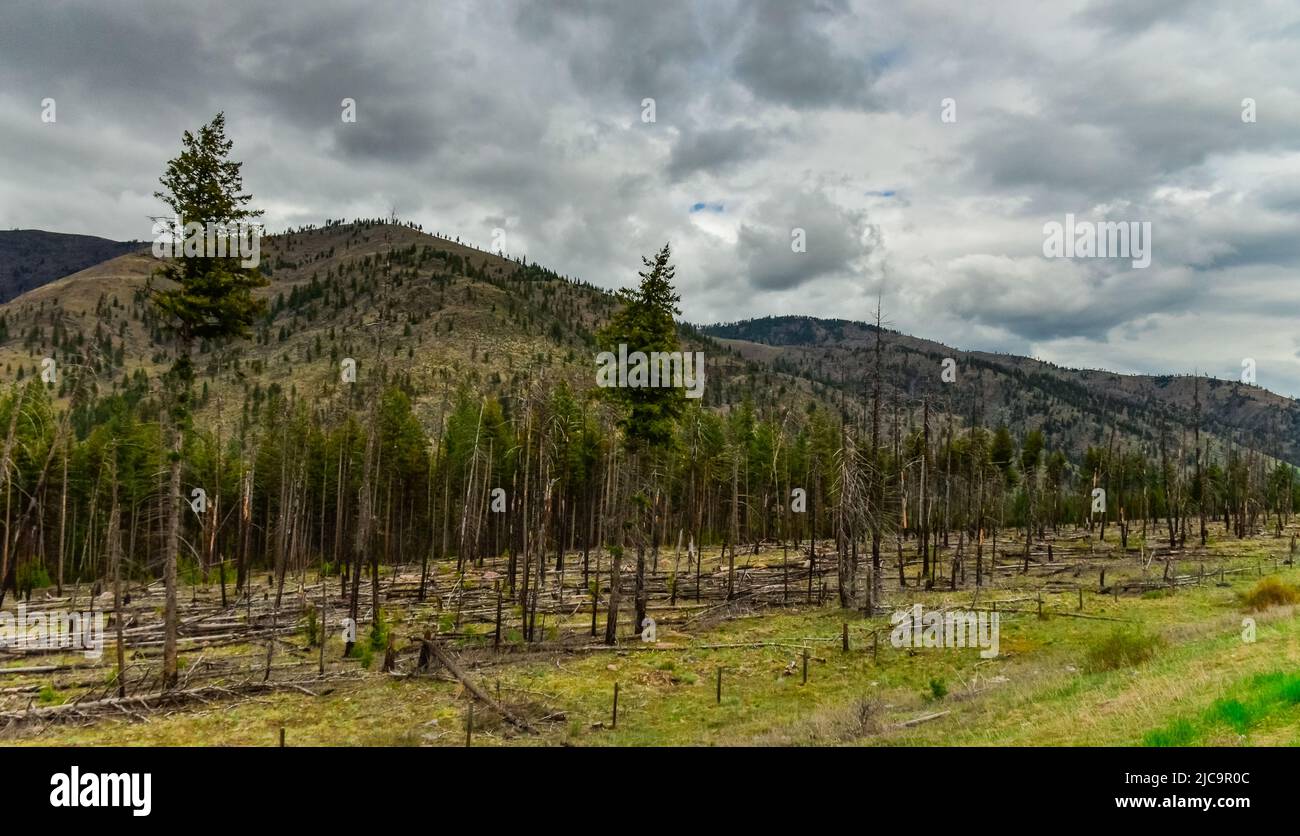 Life returns after fire hi-res stock photography and images - Alamy