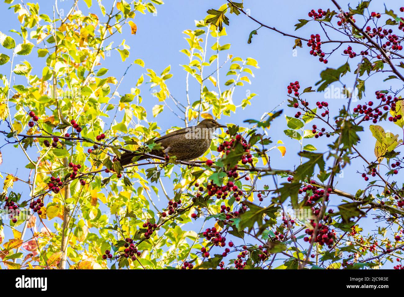Common blackbird (Turdus merula) is a species of true thrush. It is ...