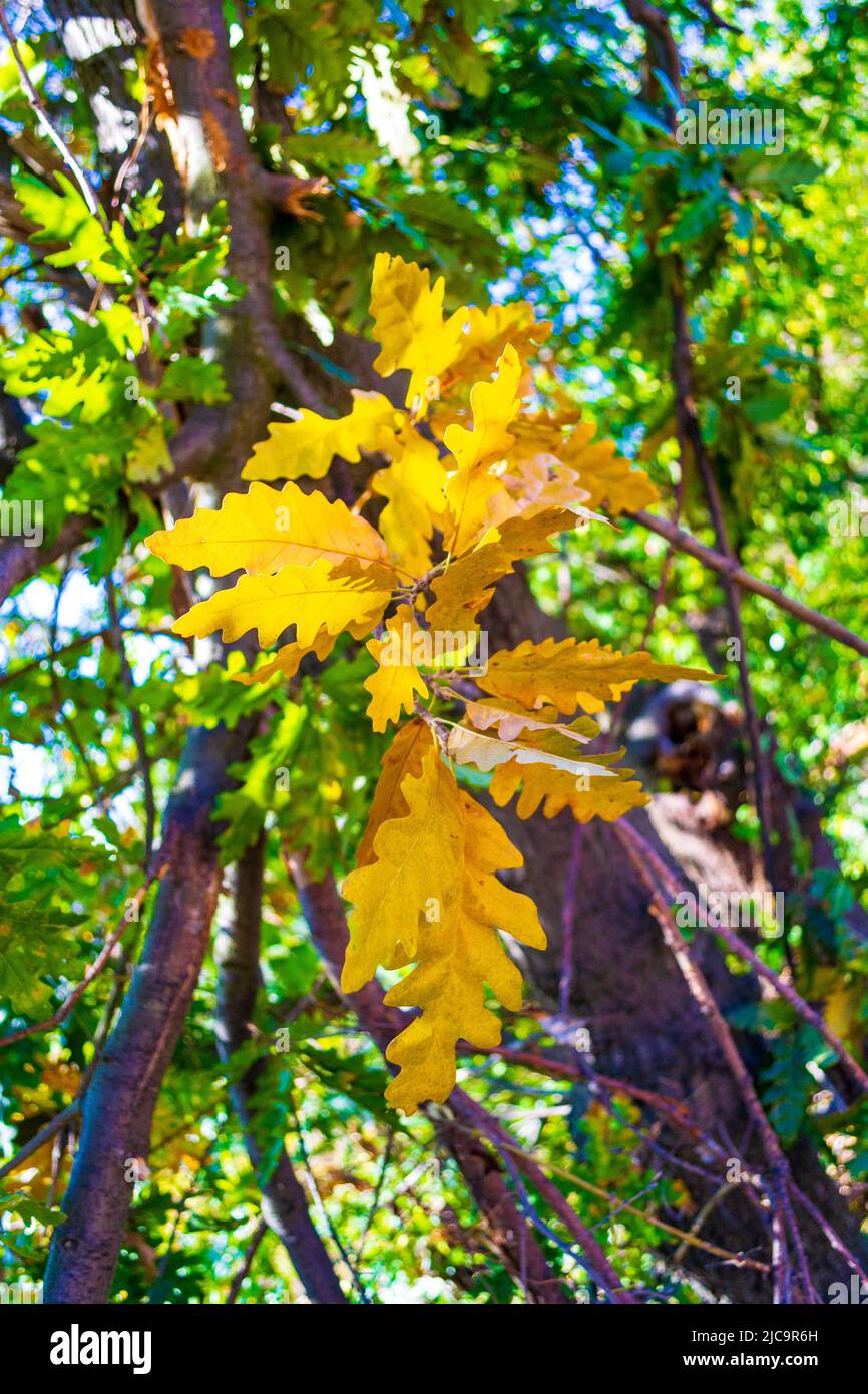 Acorns in autumn foliage and oak tree at fall Stock Photo - Alamy
