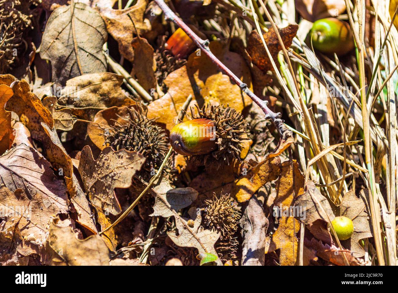 Acorns in autumn foliage and oak tree at fall Stock Photo - Alamy