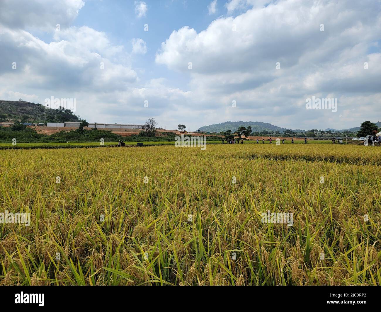 Abuja. 2nd June, 2022. Photo taken on June 2, 2022 shows rice paddy ...