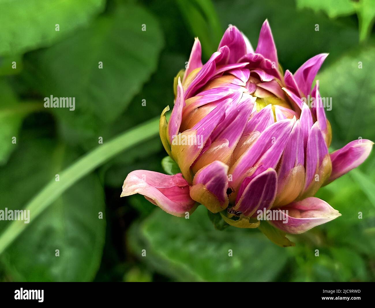 Summer bright flowers in a field at the edge of the forest photography ...