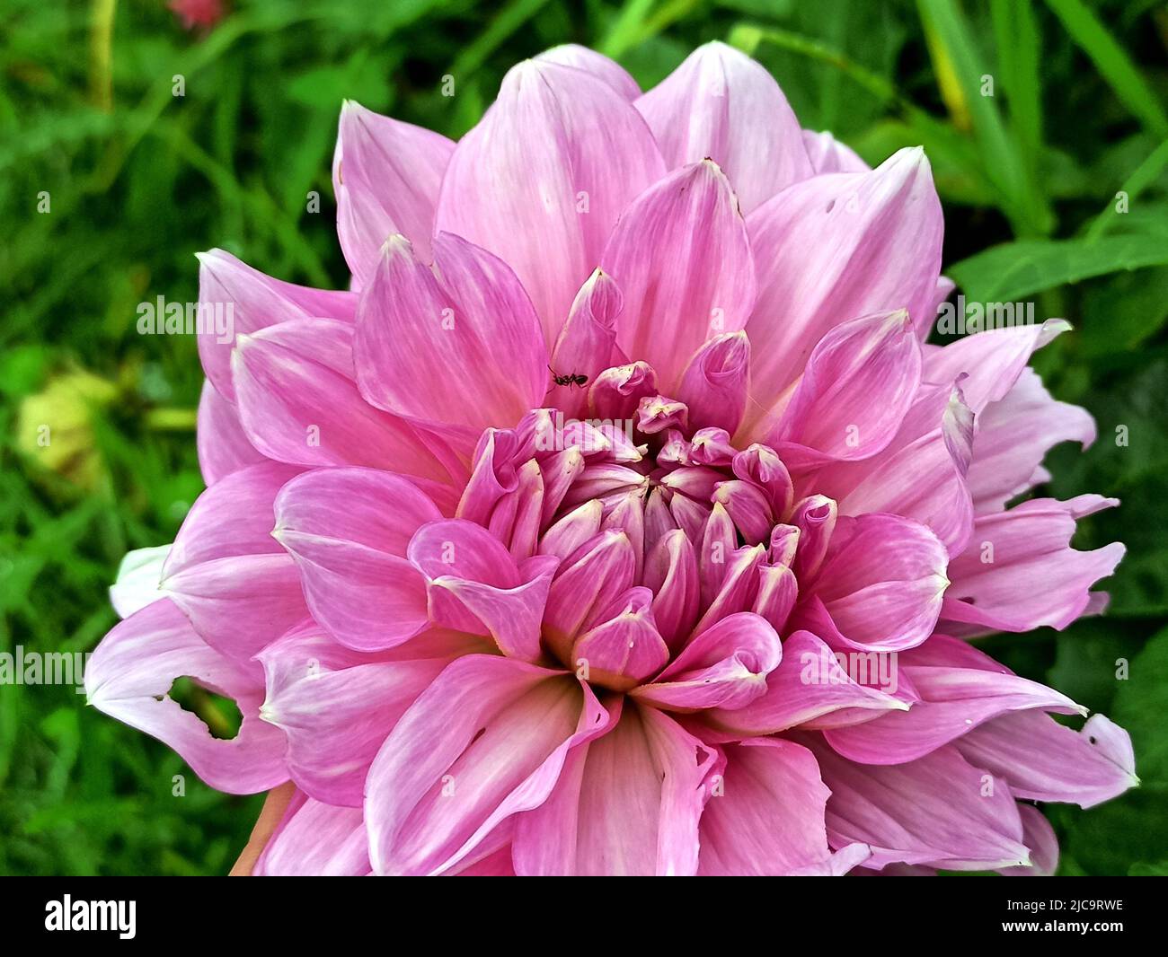 Summer bright flowers in a field at the edge of the forest photography ...