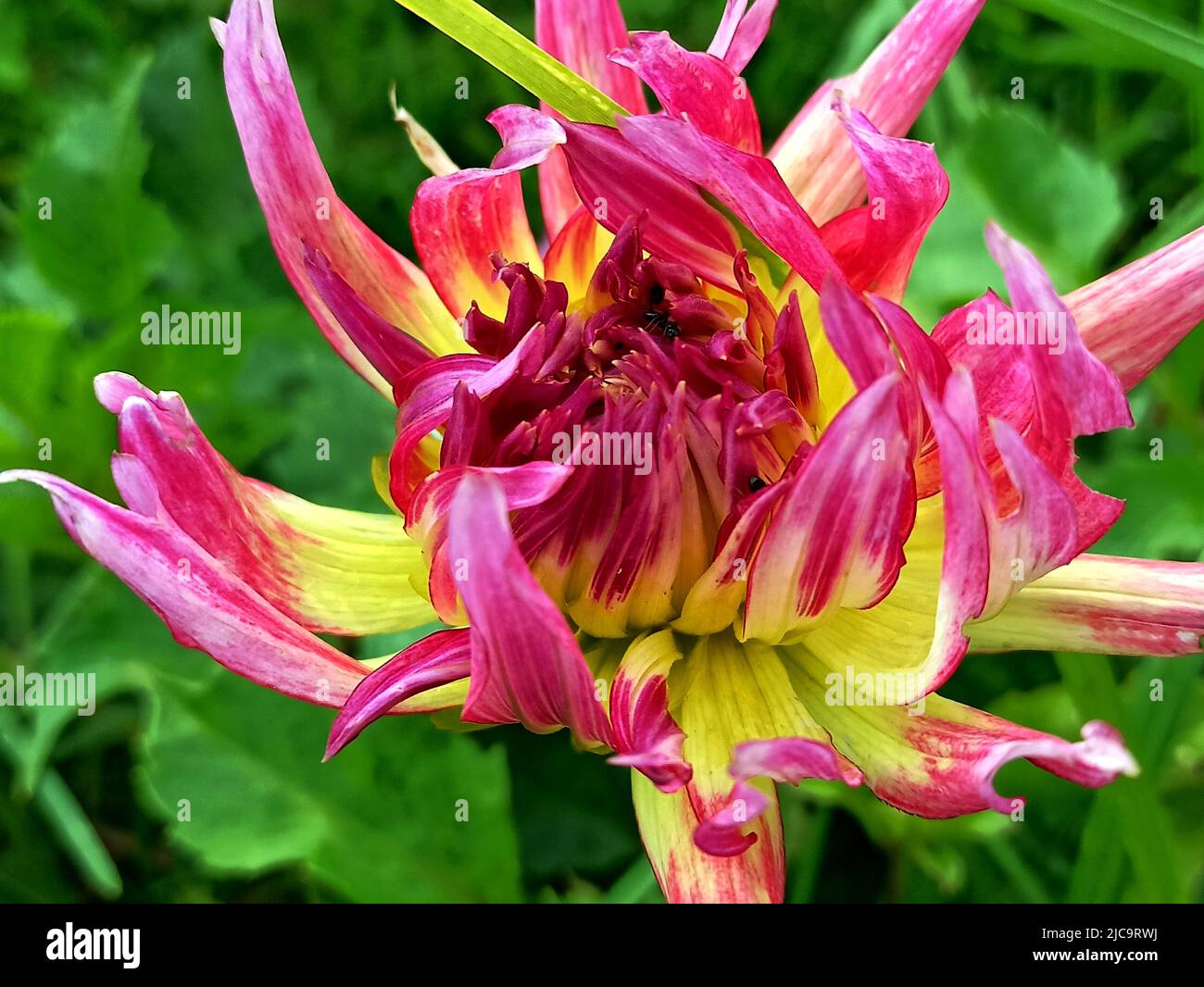 Summer bright flowers in a field at the edge of the forest photography ...