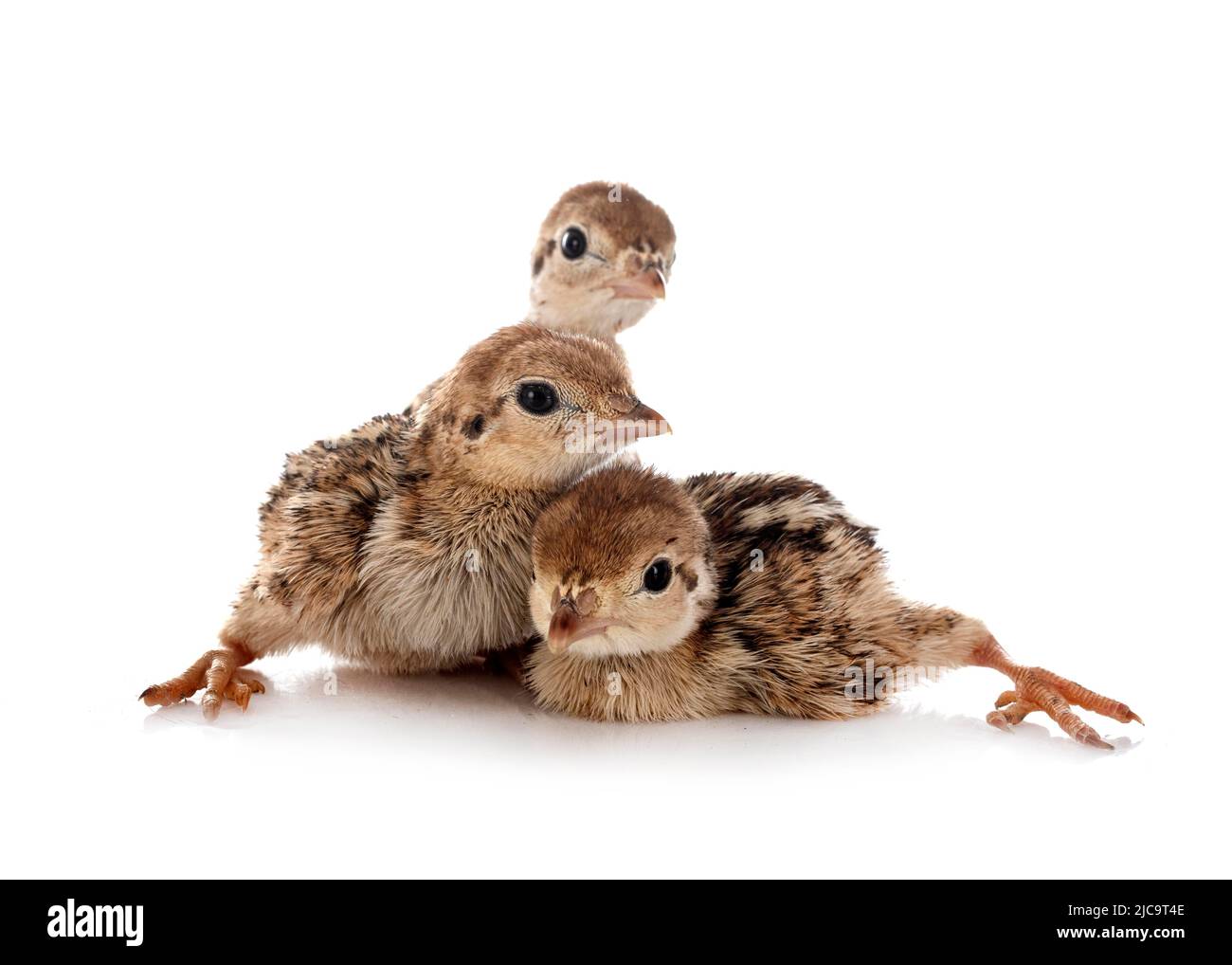 Chukar Partridge Baby