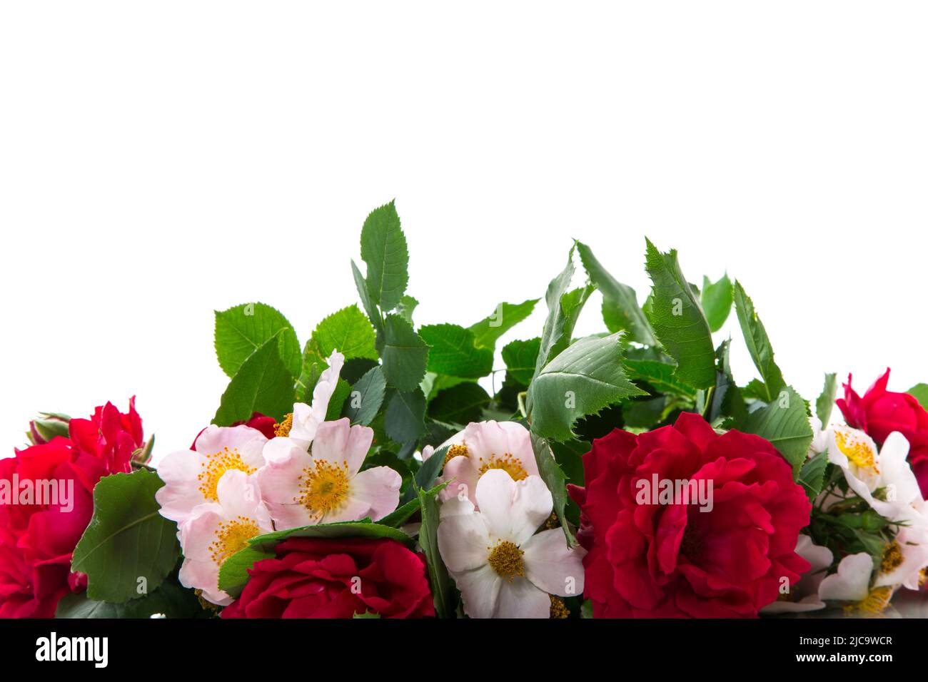 beautiful background of many red roses isolated on white background ...
