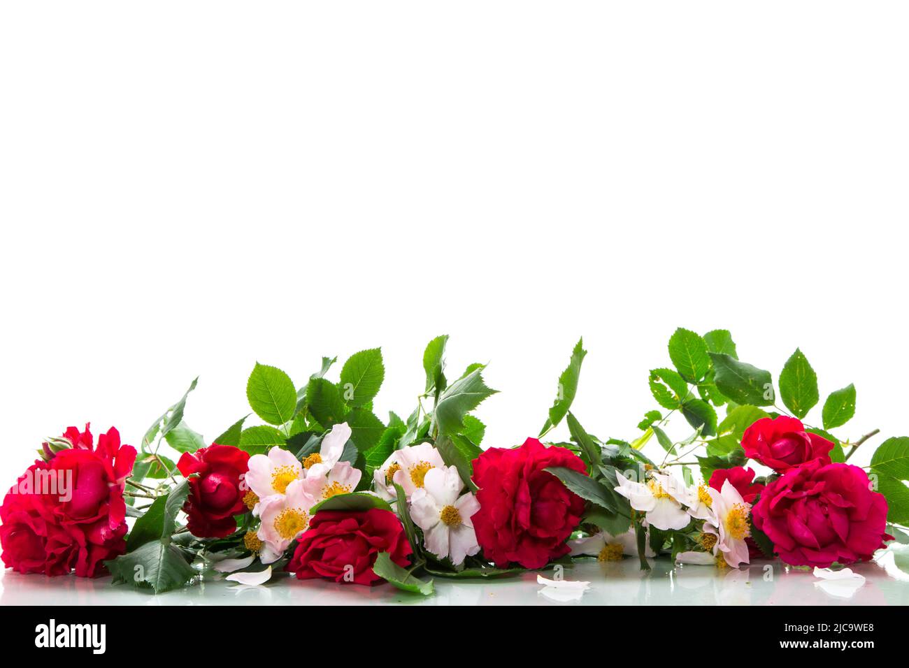 beautiful background of many red roses isolated on white background ...