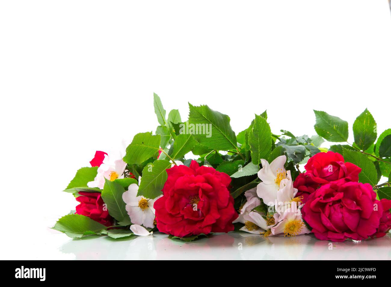 big bouquet of beautiful red and pink roses isolated on white ...