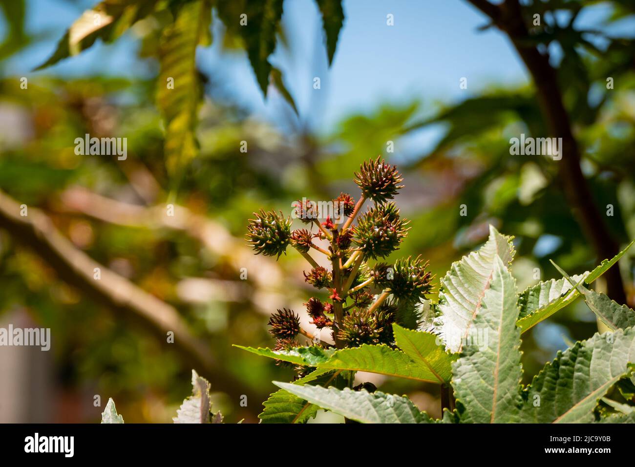 Castor Bean or Castor Oil Plant (Ricinus communis), Small Flowers in a ...