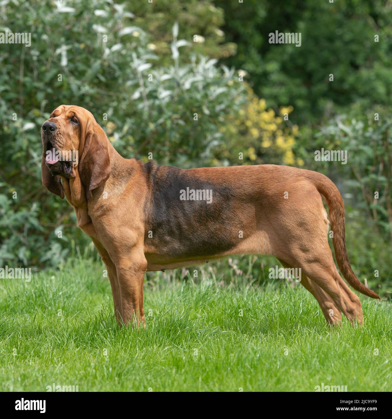 Bloodhound full body hi-res stock photography and images - Alamy