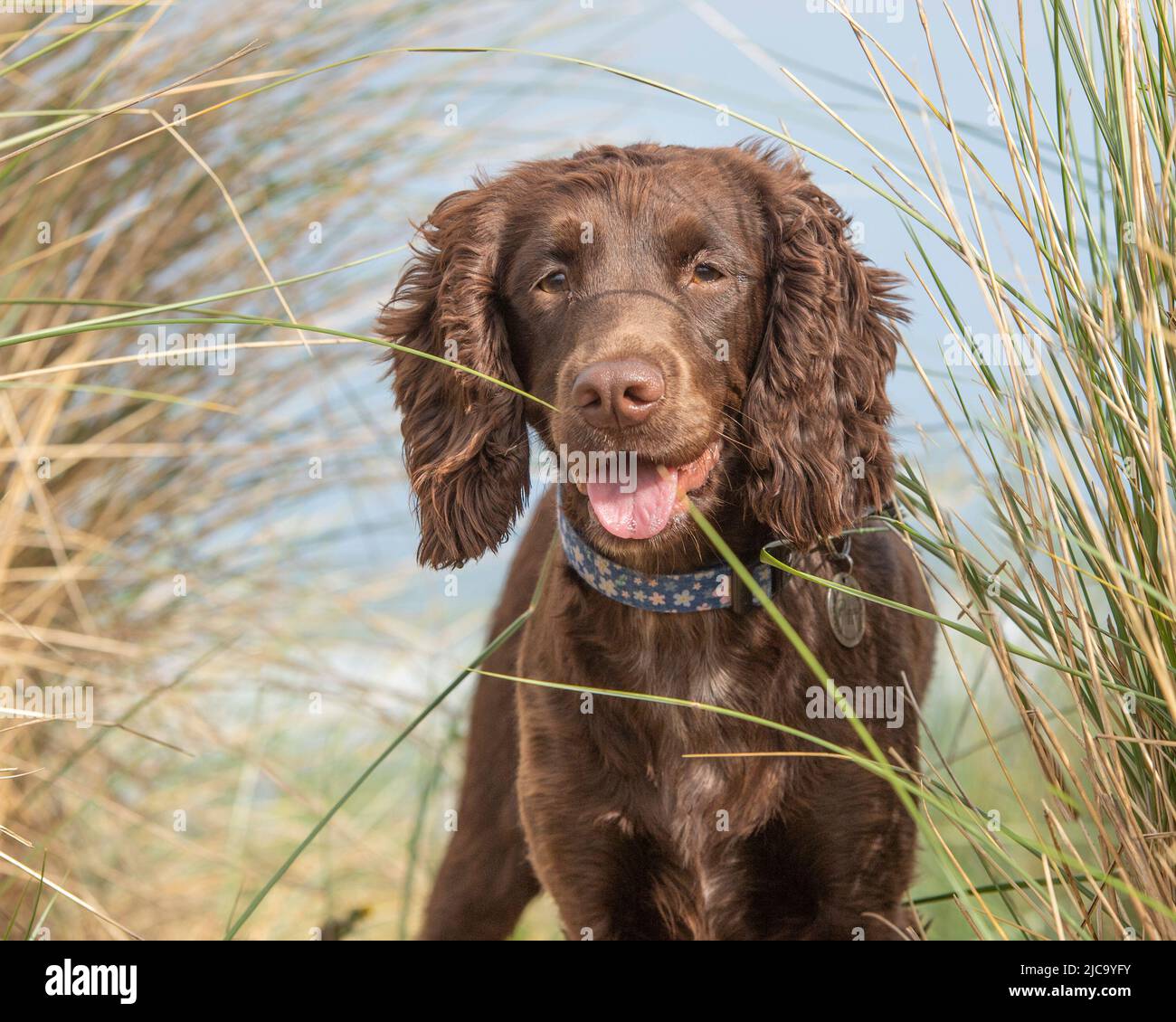 working cocker spaniel in the sand dunes Stock Photo - Alamy