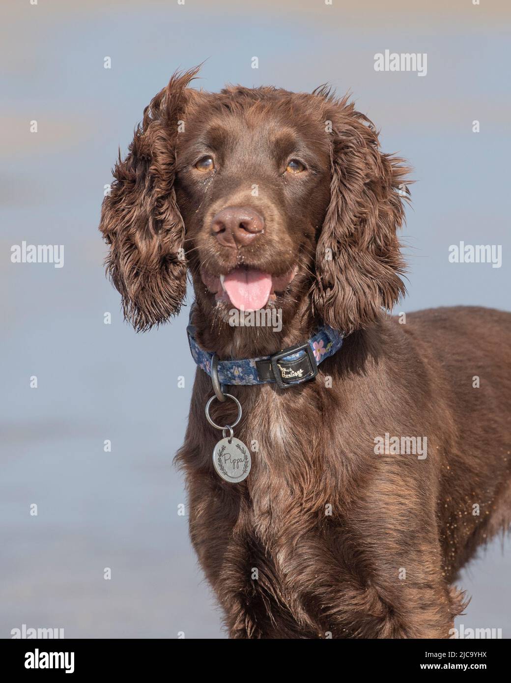 working cocker spaniel dog Stock Photo - Alamy