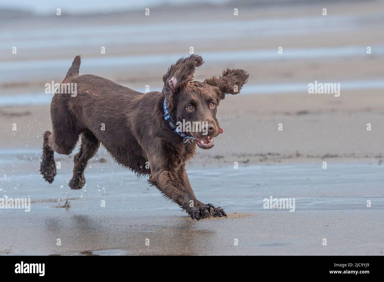 Dog running side view of dog hi-res stock photography and images - Alamy