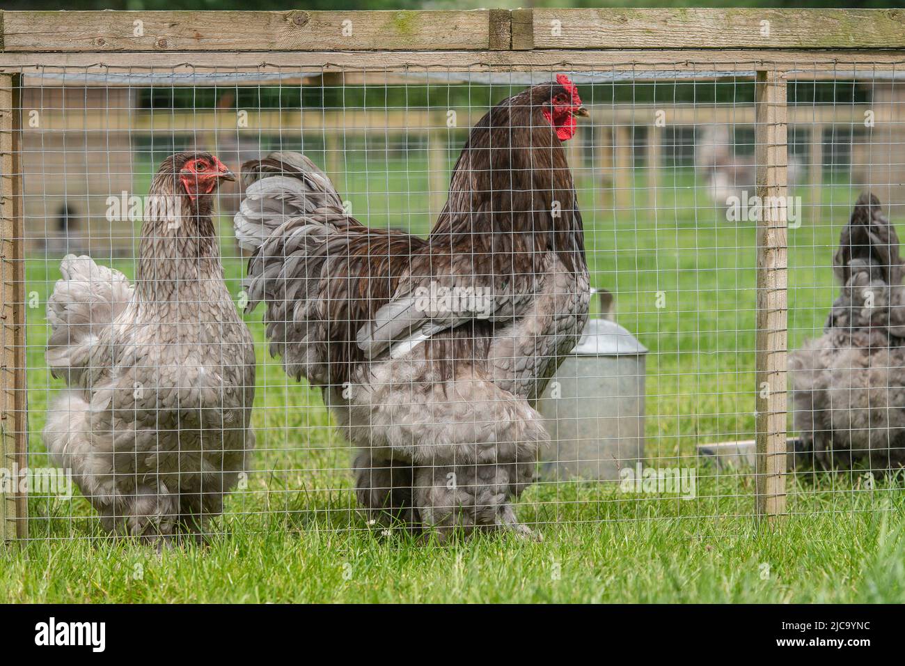 Rare Blue brahma chickens Stock Photo - Alamy