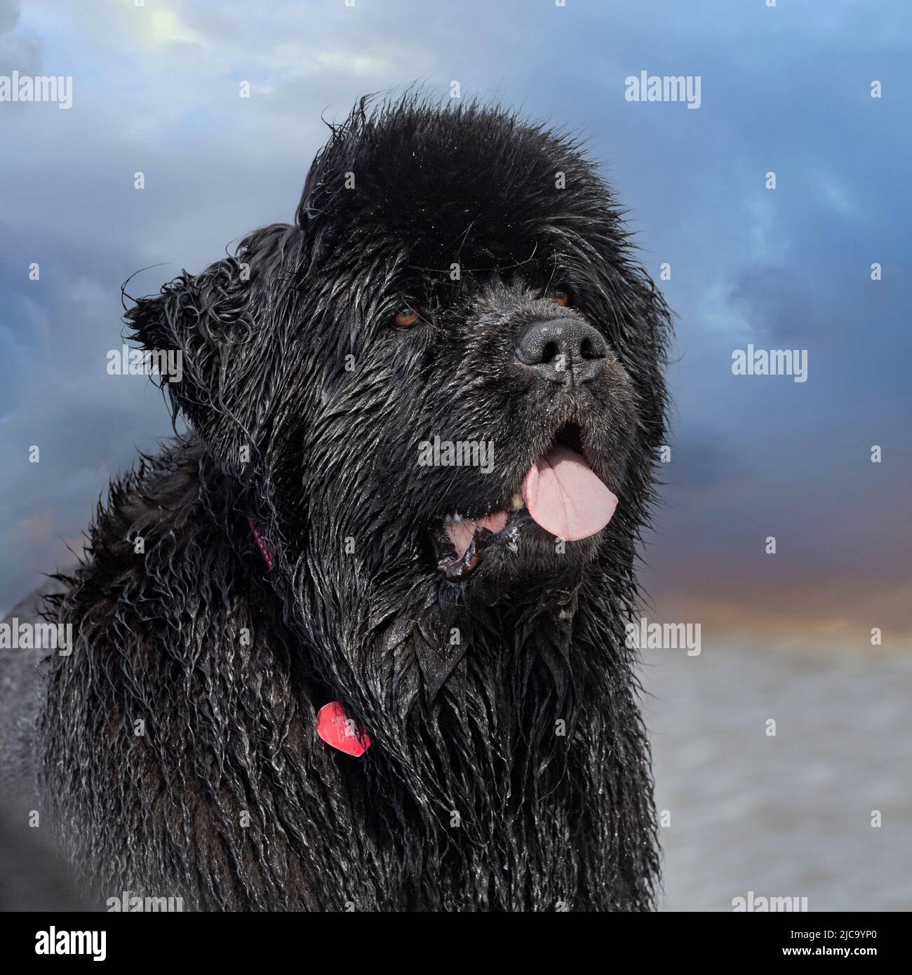 Wet dog head hi-res stock photography and images - Alamy