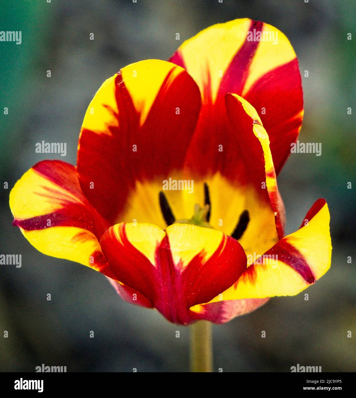 Tulip Riley Park Calgary Alberta Stock Photo - Alamy