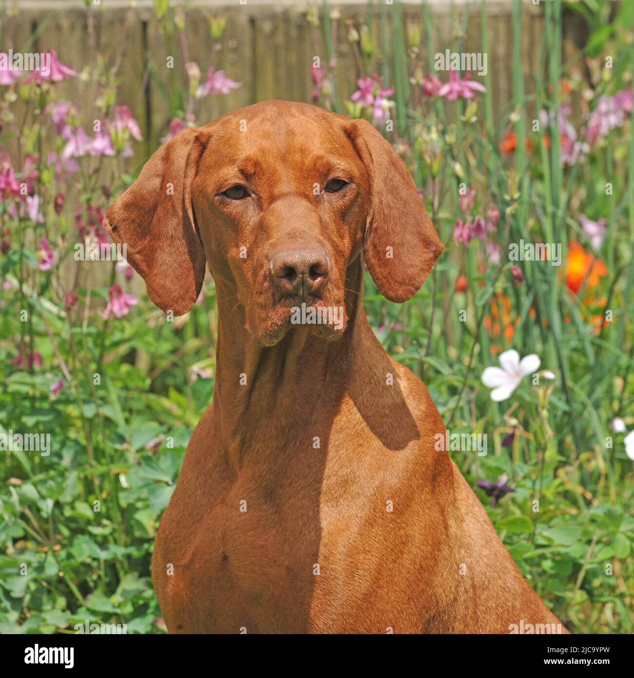Female vizsla hi-res stock photography and images - Alamy