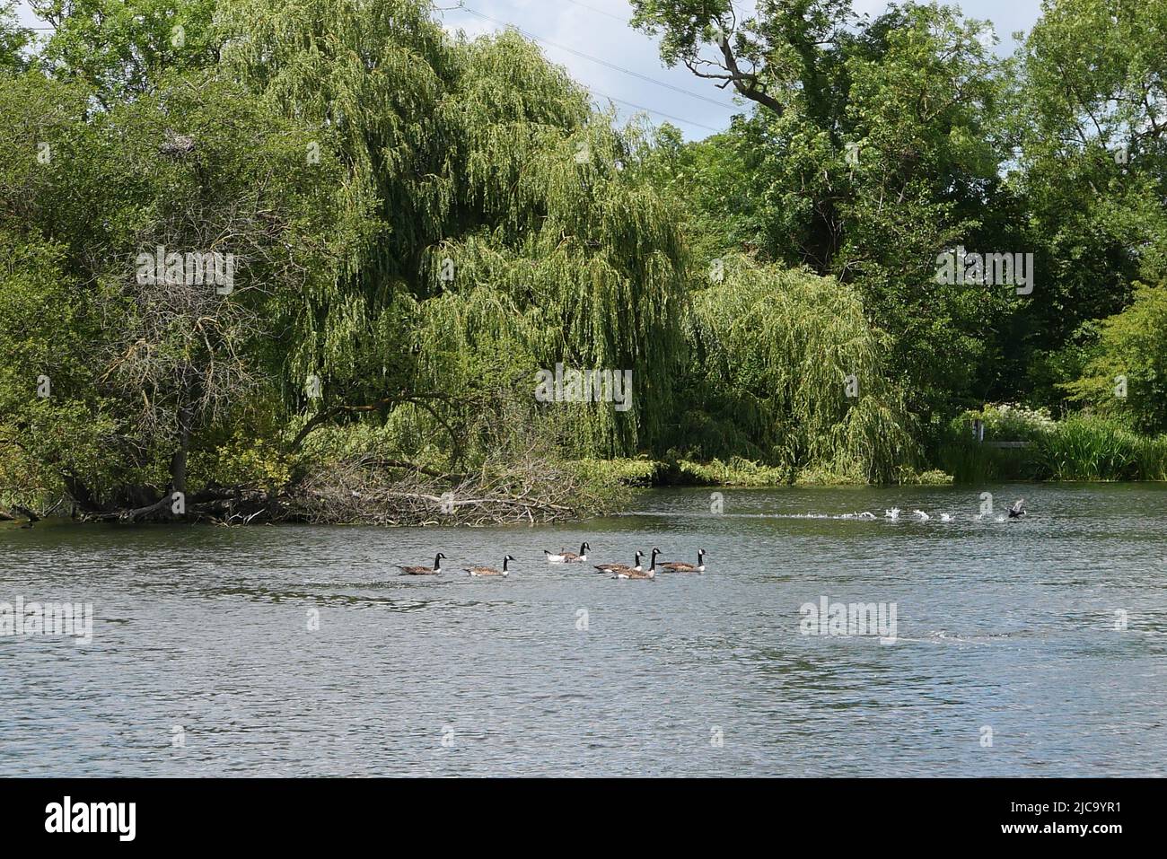 Situated between the River Colne and Frays River, Little Britain Lake ...