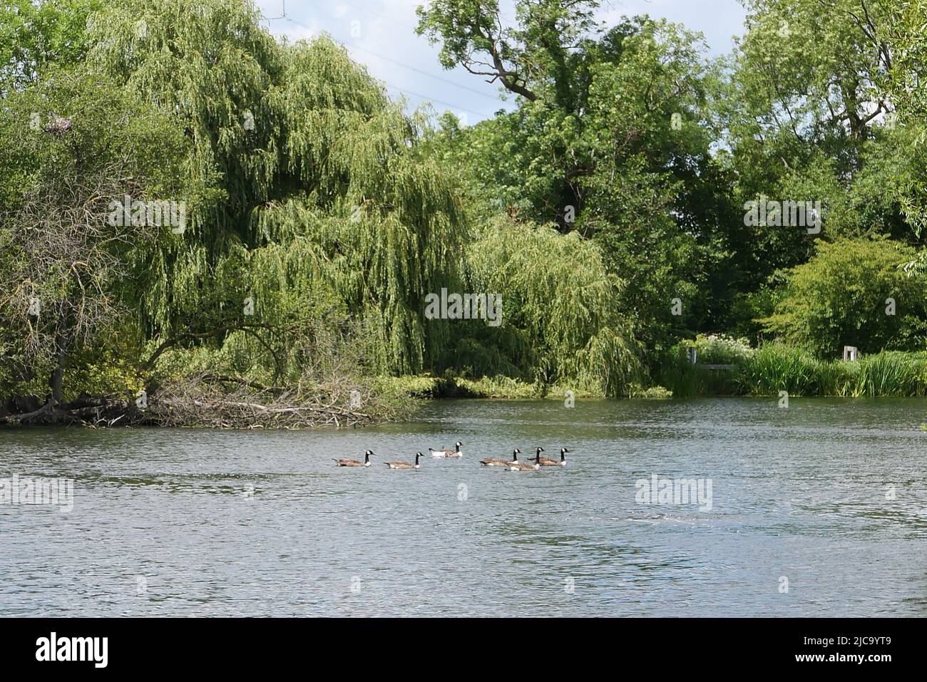 Situated between the River Colne and Frays River, Little Britain Lake ...