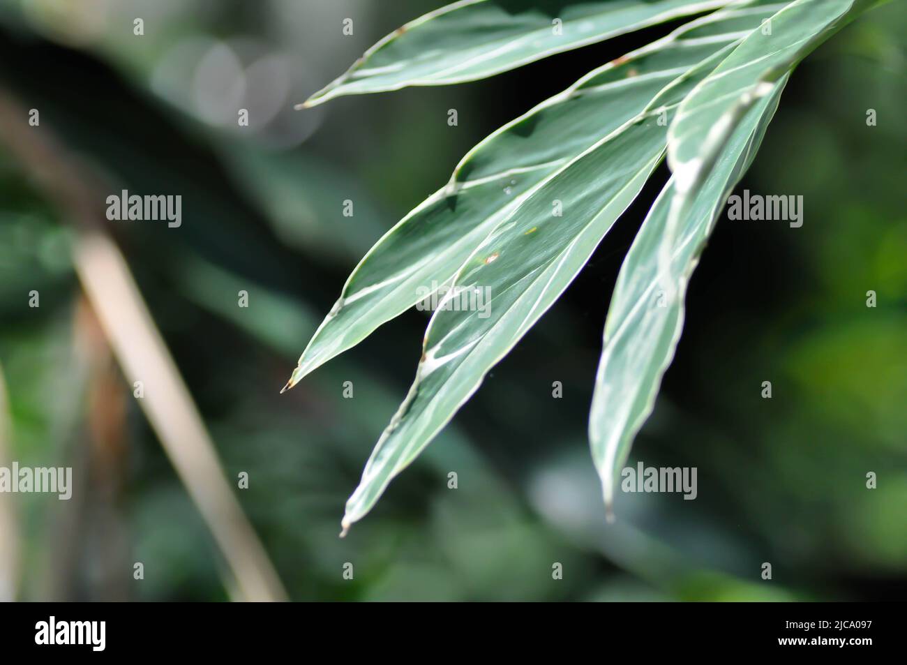 Alpinia sandrerae hi-res stock photography and images - Alamy
