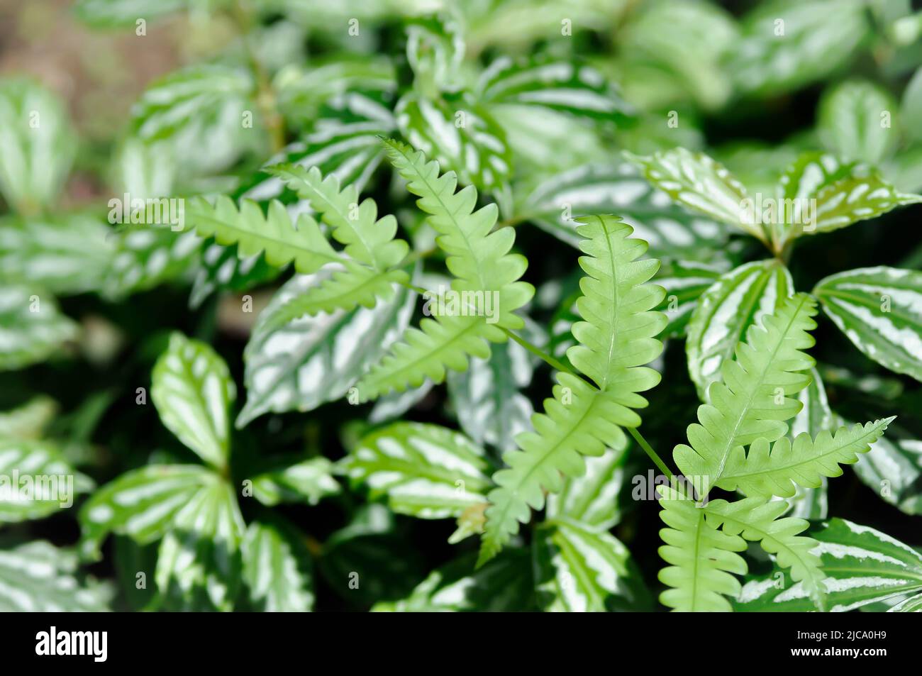 Staghorn fern pot hi-res stock photography and images - Alamy