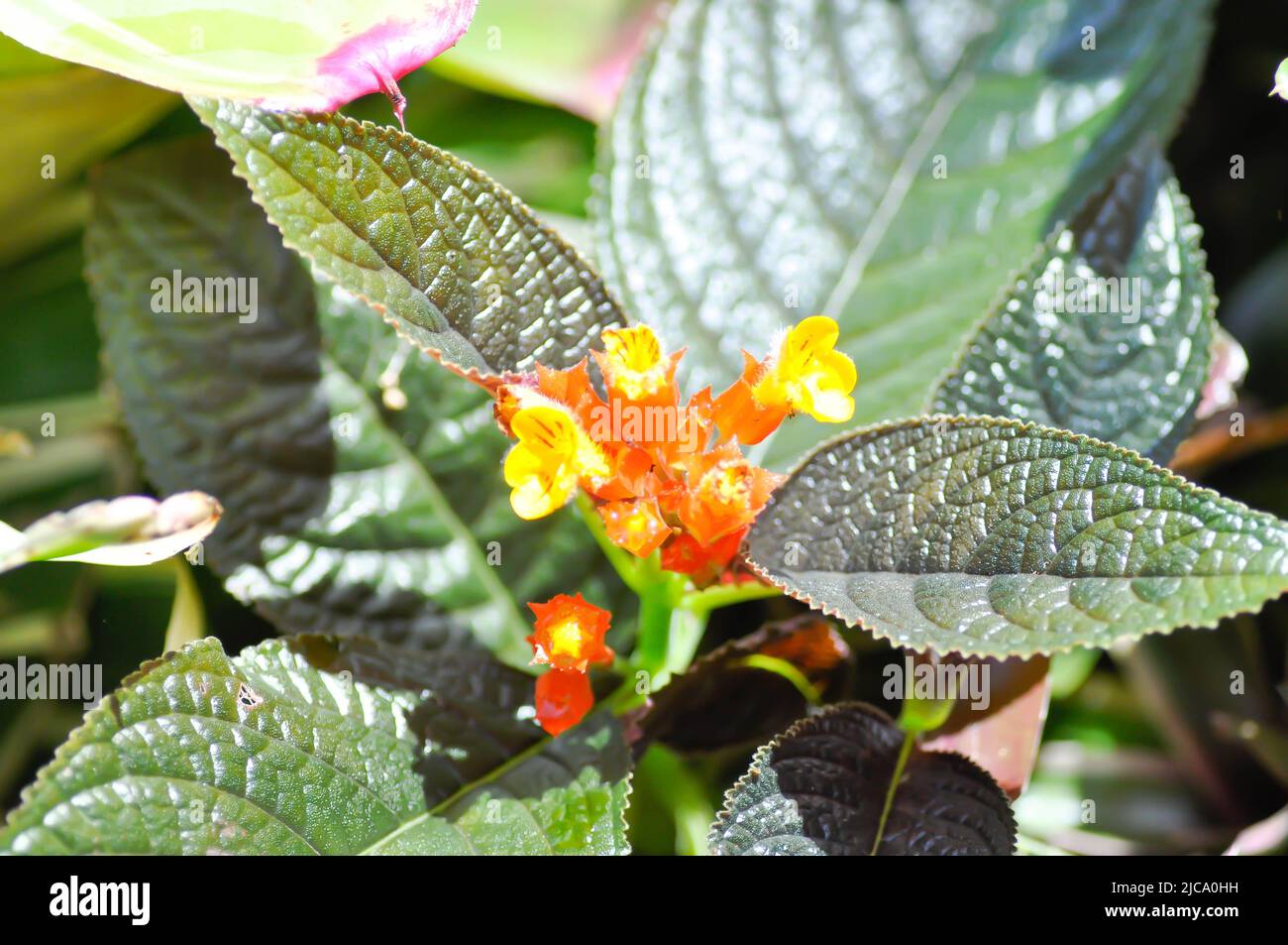 Begonia or Begonia big or Begonia maculata ,big Begonia plant Stock ...
