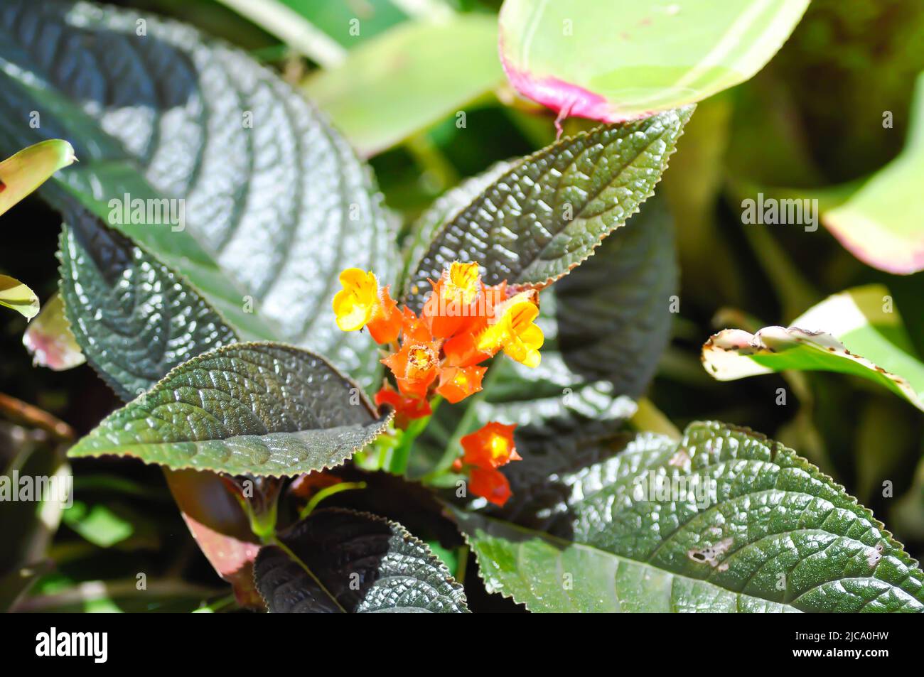 Begonia or Begonia big or Begonia maculata ,big Begonia plant Stock ...
